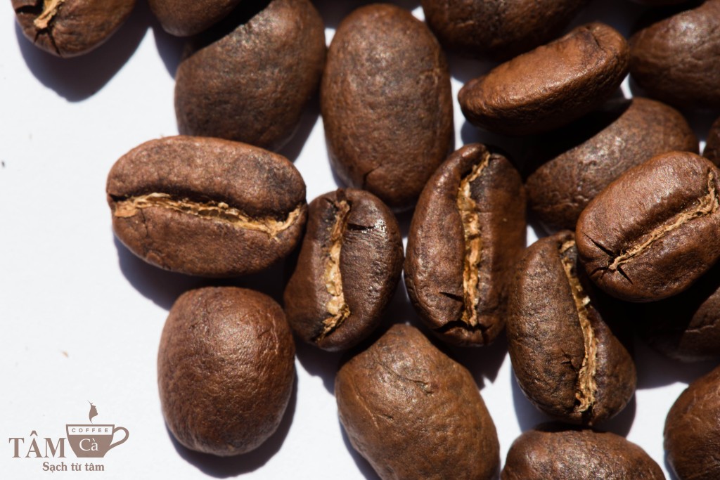 Cà Phê Catimor (Nom) - Tâm Cà Coffee